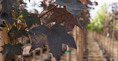 Urban Sunset Maple Tree | Garden Gate Nursery